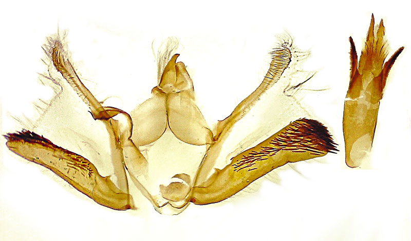 Moth Photographers Group – Genitalia – 910901 – 6485 – Tornos cinctarius