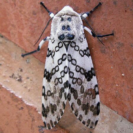 Moth Photographers Group -- Aaron Cavosie - Puerto Rico Moths ...