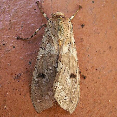 Moth Photographers Group -- Aaron Cavosie - Puerto Rico Moths ...