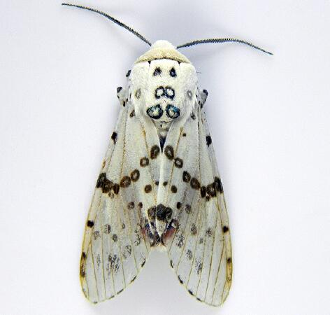 Moth Photographers Group -- Aaron Cavosie - Puerto Rico Moths ...