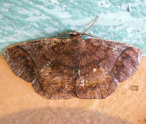 Moth Photographers Group -- Aaron Cavosie - Puerto Rico Moths ...