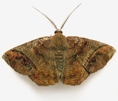 Moth Photographers Group -- Aaron Cavosie - Puerto Rico Moths ...