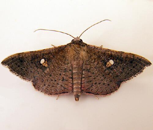 Moth Photographers Group -- Aaron Cavosie - Puerto Rico Moths ...