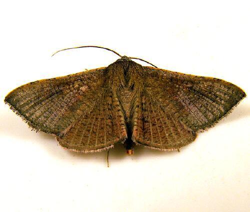 Moth Photographers Group -- Aaron Cavosie - Puerto Rico Moths ...