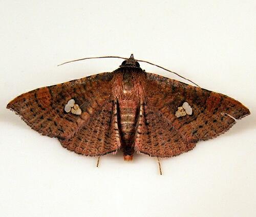 Moth Photographers Group -- Aaron Cavosie - Puerto Rico Moths ...