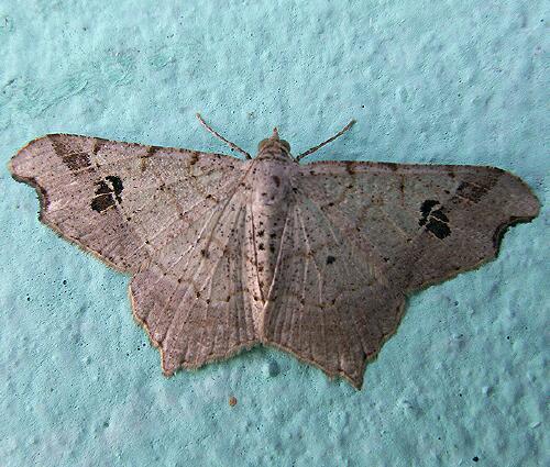 Moth Photographers Group -- Aaron Cavosie - Puerto Rico Moths ...