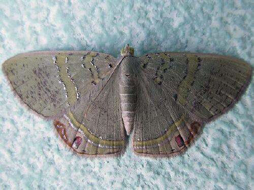 Moth Photographers Group -- Aaron Cavosie - Puerto Rico Moths ...