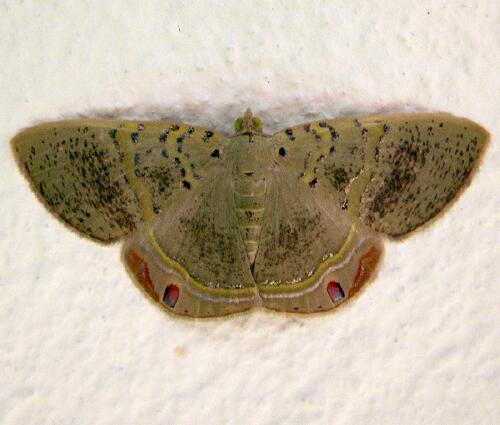 Moth Photographers Group -- Aaron Cavosie - Puerto Rico Moths ...