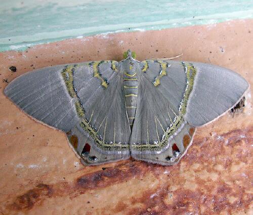 Moth Photographers Group -- Aaron Cavosie - Puerto Rico Moths ...