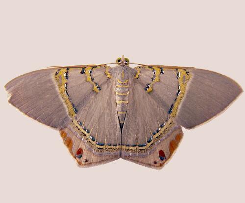 Moth Photographers Group -- Aaron Cavosie - Puerto Rico Moths ...
