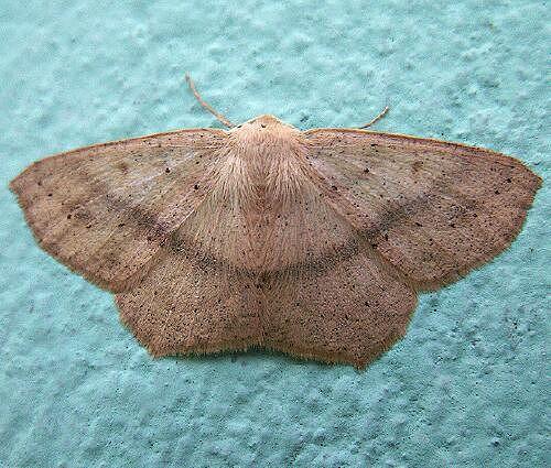 Moth Photographers Group -- Aaron Cavosie - Puerto Rico Moths ...