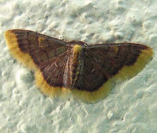 Moth Photographers Group -- Aaron Cavosie - Puerto Rico Moths ...