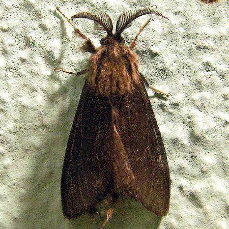 Moth Photographers Group -- Aaron Cavosie - Puerto Rico Moths ...