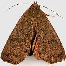 Moth Photographers Group -- Aaron Cavosie - Puerto Rico Moths ...