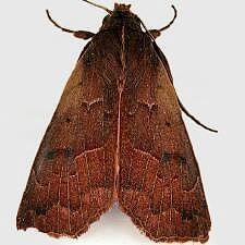 Moth Photographers Group -- Aaron Cavosie - Puerto Rico Moths ...