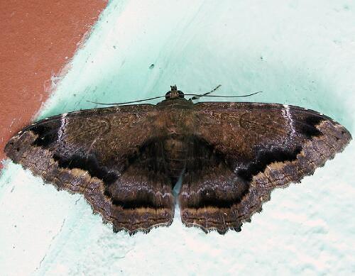 Moth Photographers Group -- Aaron Cavosie - Puerto Rico Moths ...