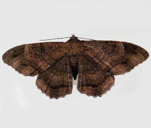 Moth Photographers Group -- Aaron Cavosie - Puerto Rico Moths ...