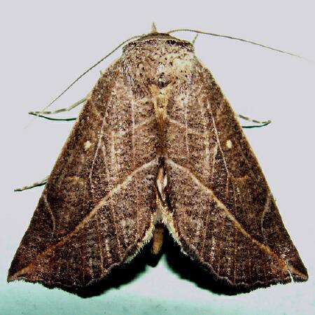Moth Photographers Group -- Aaron Cavosie - Puerto Rico Moths ...