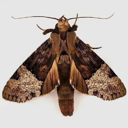 Moth Photographers Group -- Aaron Cavosie - Puerto Rico Moths ...
