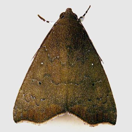 Moth Photographers Group -- Aaron Cavosie - Puerto Rico Moths ...