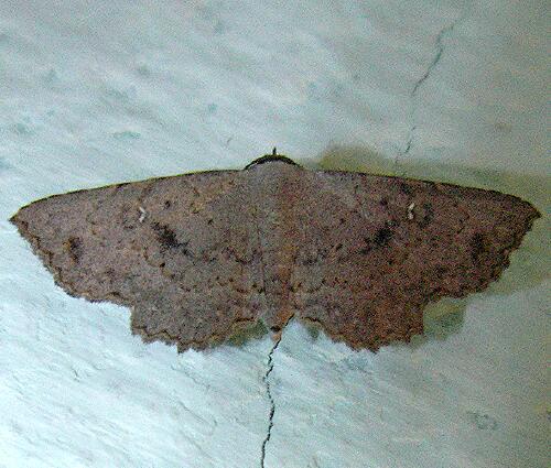 Moth Photographers Group -- Aaron Cavosie - Puerto Rico Moths ...