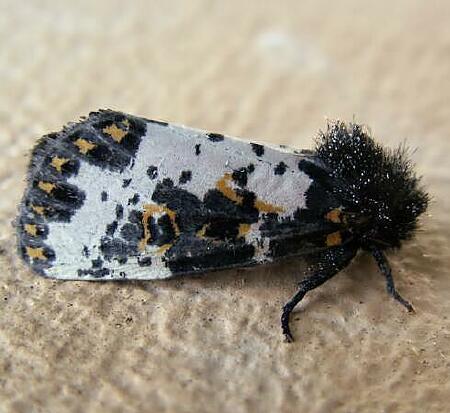 Moth Photographers Group -- Aaron Cavosie - Puerto Rico Moths ...