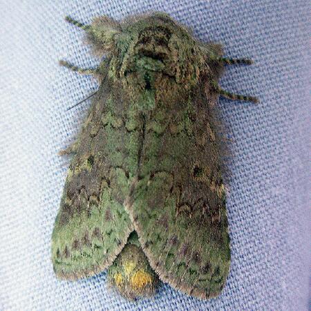 Moth Photographers Group -- Aaron Cavosie - Puerto Rico Moths ...