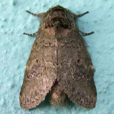 Moth Photographers Group -- Aaron Cavosie - Puerto Rico Moths ...