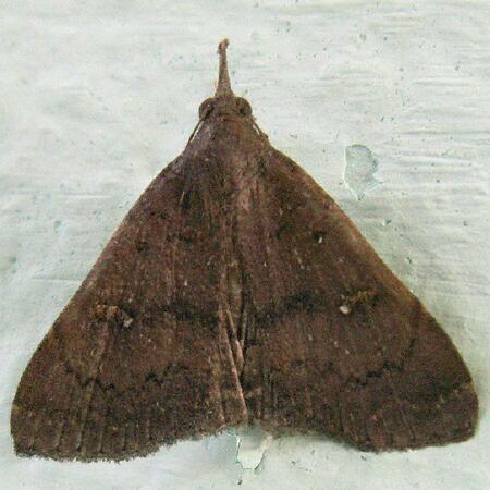 Moth Photographers Group -- Aaron Cavosie - Puerto Rico Moths ...