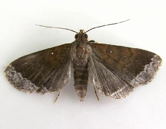 Moth Photographers Group -- Aaron Cavosie - Puerto Rico Moths ...