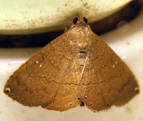 Moth Photographers Group -- Aaron Cavosie - Puerto Rico Moths ...