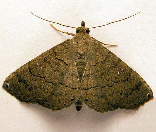 Moth Photographers Group -- Aaron Cavosie - Puerto Rico Moths ...