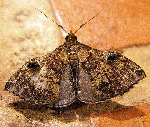 Moth Photographers Group -- Aaron Cavosie - Puerto Rico Moths ...