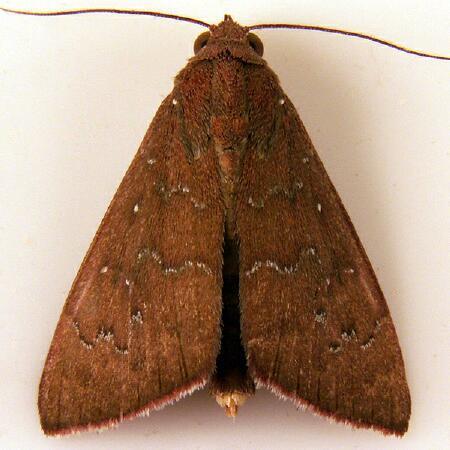 Moth Photographers Group -- Aaron Cavosie - Puerto Rico Moths ...