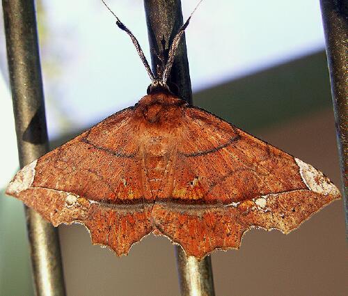 Moth Photographers Group -- Aaron Cavosie - Puerto Rico Moths ...