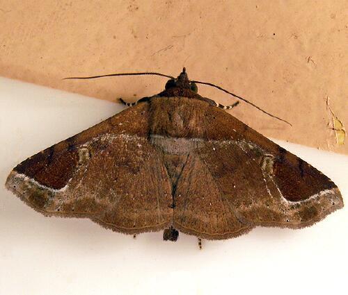 Moth Photographers Group -- Aaron Cavosie - Puerto Rico Moths ...