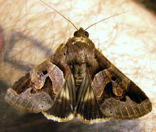 Moth Photographers Group -- Aaron Cavosie - Puerto Rico Moths ...