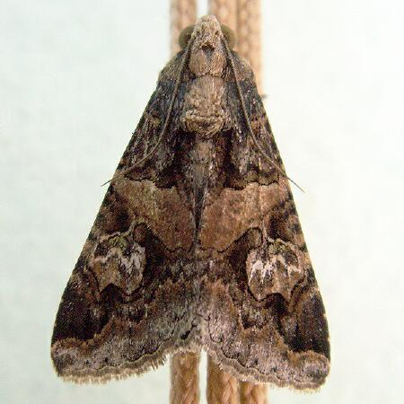 Moth Photographers Group -- Aaron Cavosie - Puerto Rico Moths ...