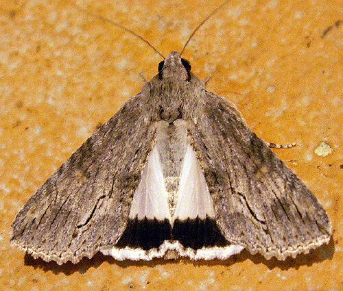 Moth Photographers Group -- Aaron Cavosie - Puerto Rico Moths ...