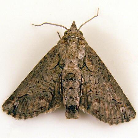 Moth Photographers Group -- Aaron Cavosie - Puerto Rico Moths ...