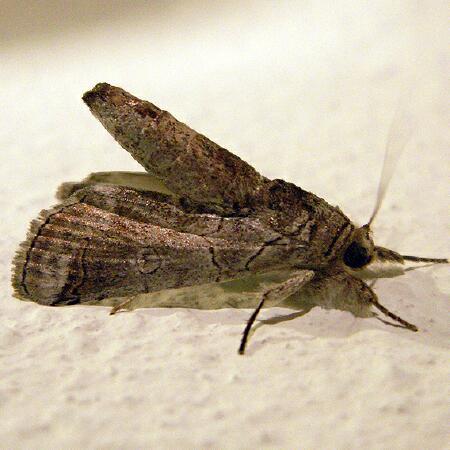 Moth Photographers Group -- Aaron Cavosie - Puerto Rico Moths ...