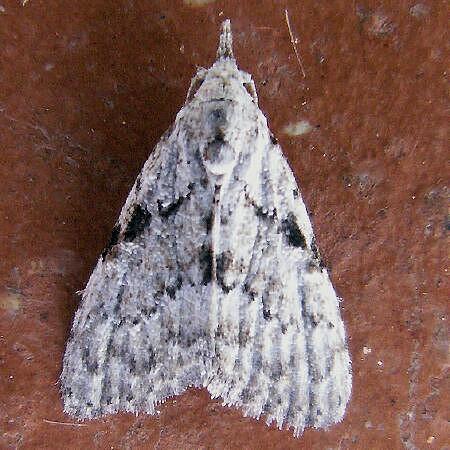 Moth Photographers Group -- Aaron Cavosie - Puerto Rico Moths ...