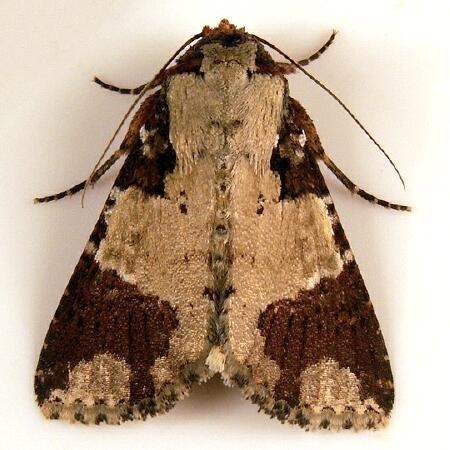 Moth Photographers Group -- Aaron Cavosie - Puerto Rico Moths ...
