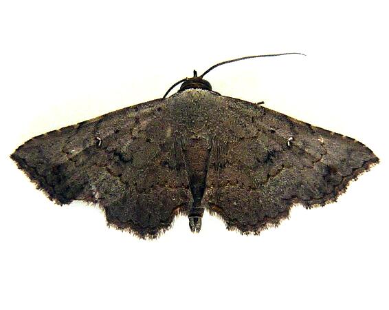 Moth Photographers Group -- Aaron Cavosie - Puerto Rico Moths ...