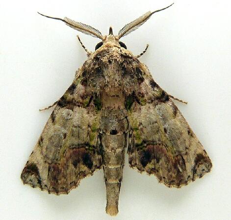 Moth Photographers Group -- Aaron Cavosie - Puerto Rico Moths ...