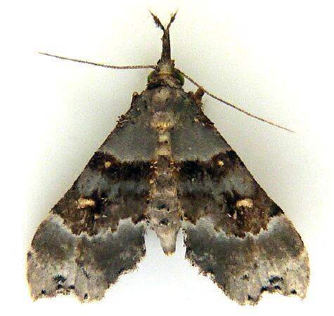 Moth Photographers Group -- Aaron Cavosie - Puerto Rico Moths ...