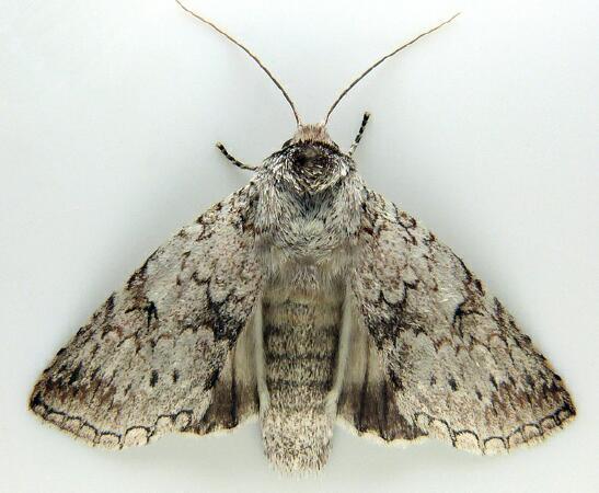 Moth Photographers Group -- Aaron Cavosie - Puerto Rico Moths ...