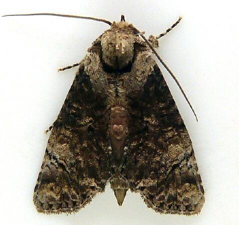 Moth Photographers Group -- Aaron Cavosie - Puerto Rico Moths ...