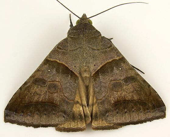 Moth Photographers Group -- Aaron Cavosie - Puerto Rico Moths ...