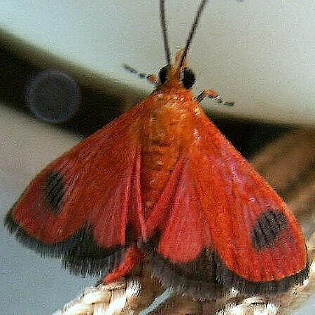 Moth Photographers Group -- Aaron Cavosie - Puerto Rico Moths - Pyraloidea
